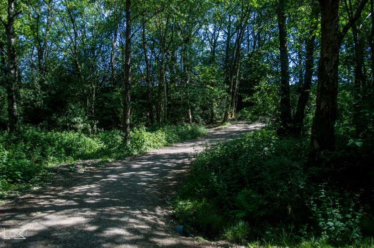 Roddlesworth Reservoir and Woodland Walk – Lancashire Walks